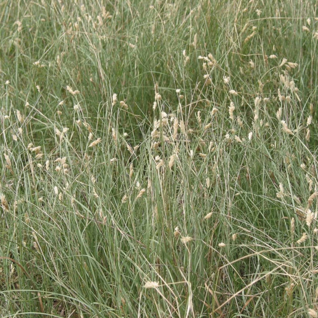 Texoka Buffalograss Douglass King Seeds